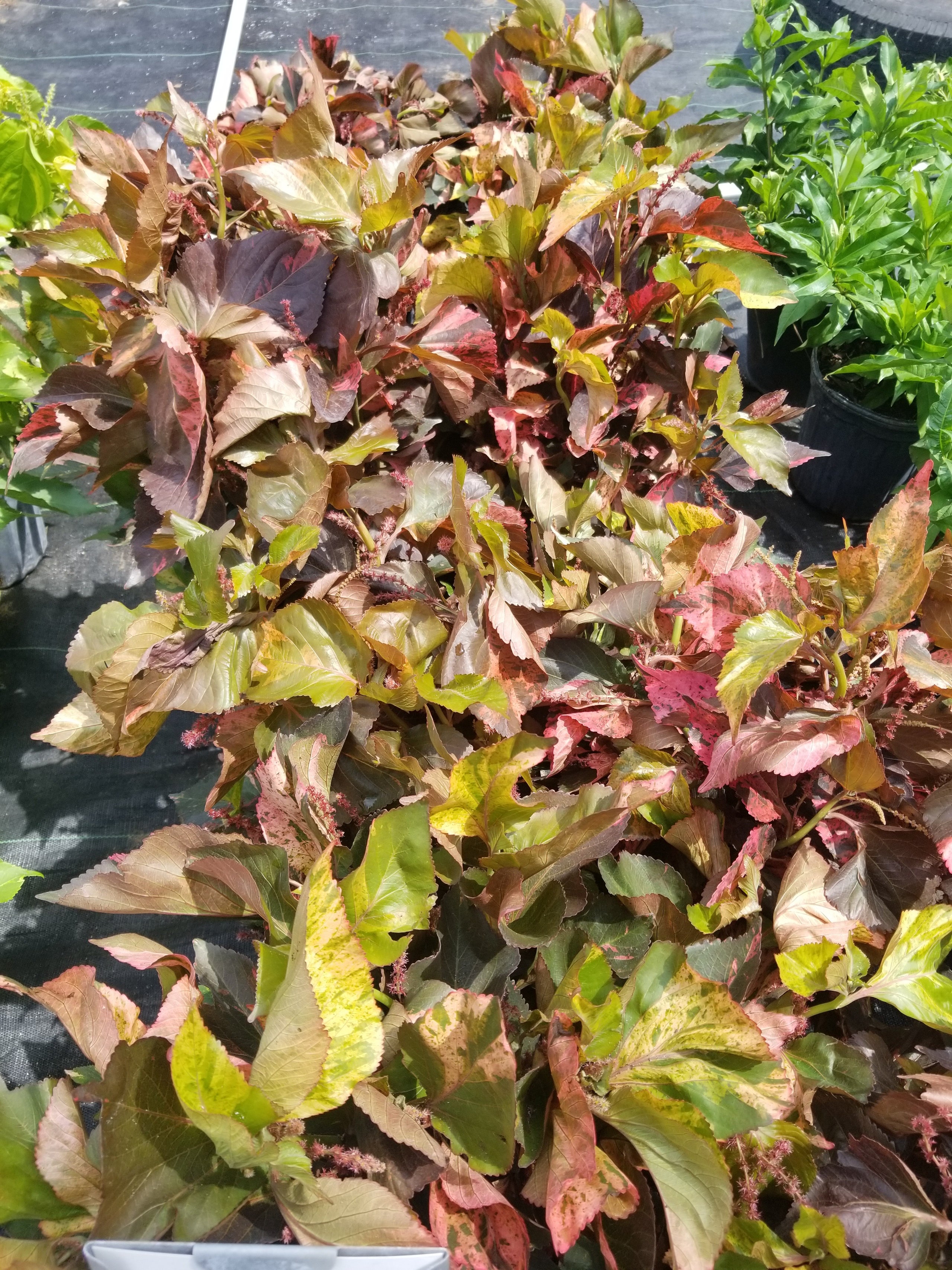 Copper Leaf Plant 1 Gallon & Up | Gene's Greenhouses