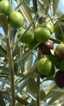 Olive 3 Gallon & Up | Gene's Greenhouses