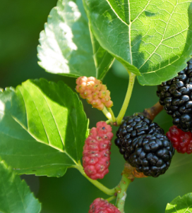 Mulberry 3 Gallon & Up | Gene's Greenhouses